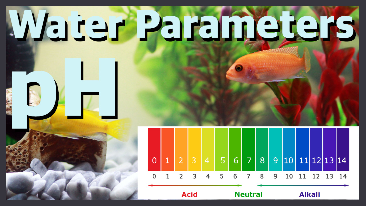 💦 Water Parameters - How to measure and control aquarium PH 💦 - The ...