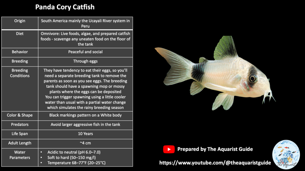 Panda Cory Catfish Fish Profile - The Aquarist Guide